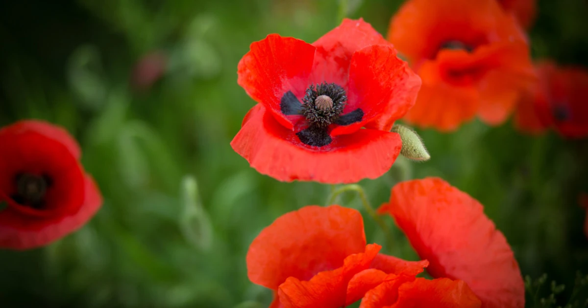 Help With Funeral Costs In Memory Royal British Legion help-with-funeral-costs-in-memory-royal-british-legion